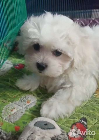 Девочка- мальтезочка 3 мес