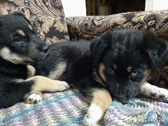 Чудесные щенятки в добрые руки