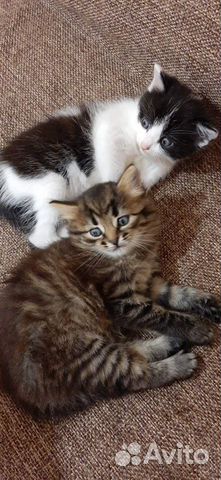 Отдам в хорошие руки котенка
