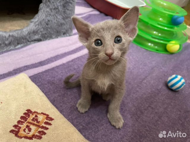 Ориентальная крошка