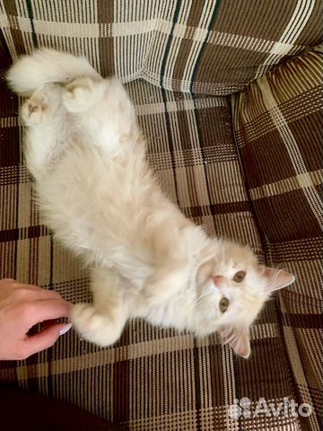 Маленькая кошка