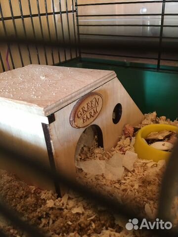 Хомяк с клеткой