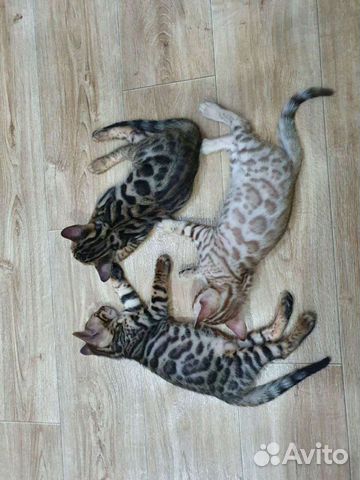 Бенгальская