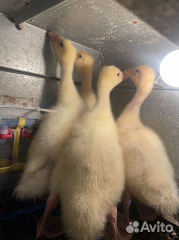 Гусята Линда