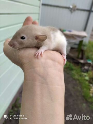 Крыса дамбо бесплатно