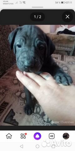 Щенки тайский риджбек