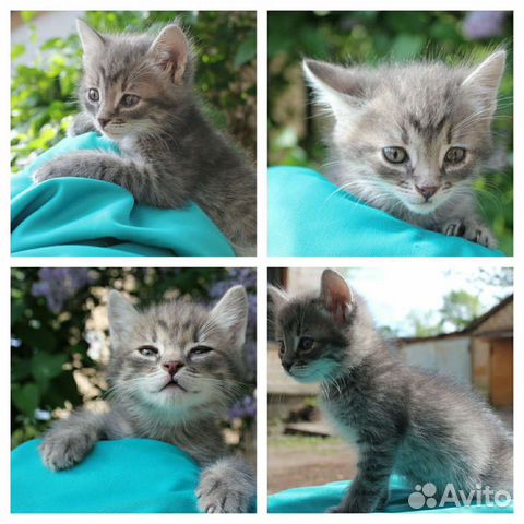 Котёнок Сенечка