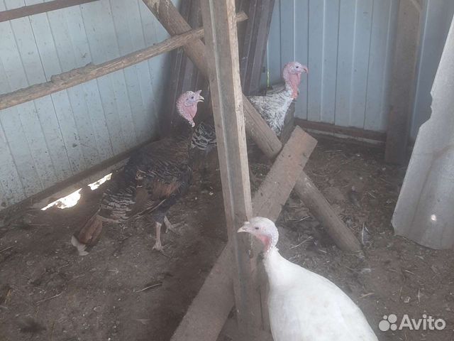 Индюки домашние