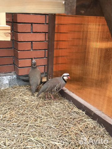 Горная куропатка