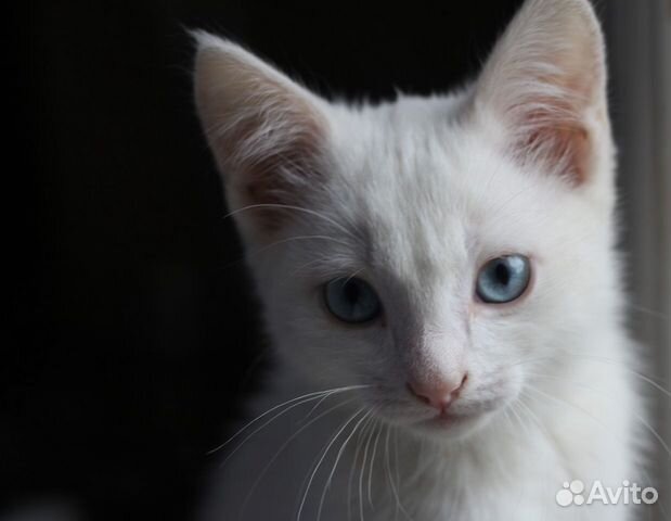 Кошечка микс - крысоловка и няша 2в1