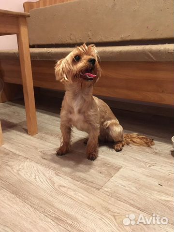 Найдена собака метис йоркширский терьер