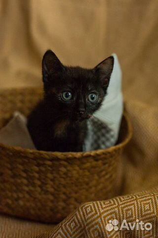 Нежный котенок Шани