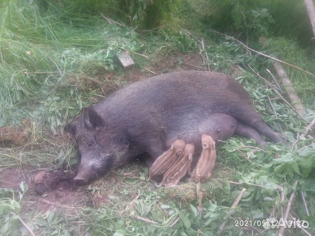 Поросята от дикой свинки