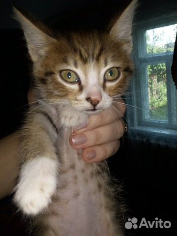 Котёнок метис