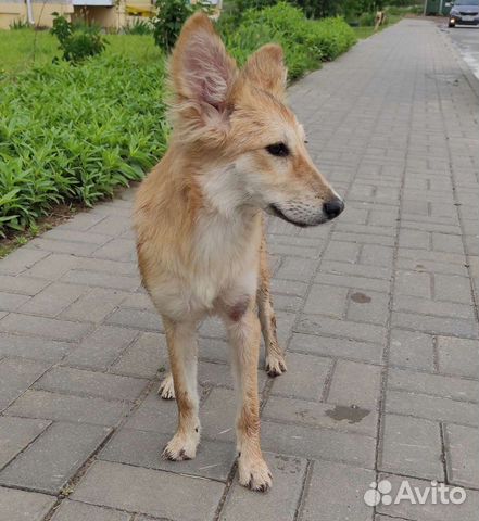 Собака в добрые руки