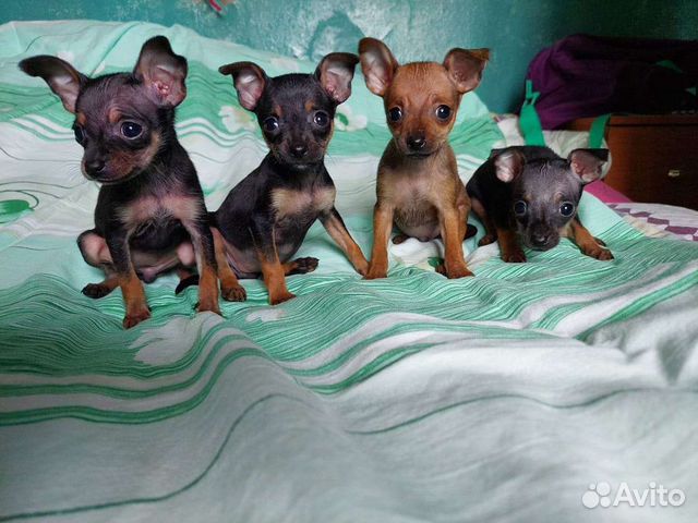 Мини-крошки