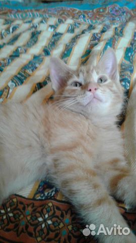 Трёхмесячный котёнок ищет дом