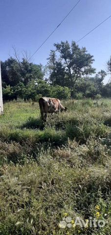 Корова дойная