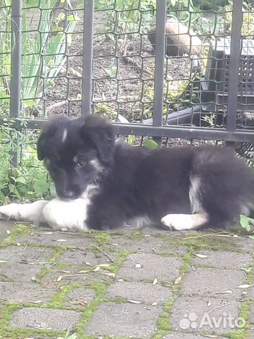 Милые щеночки