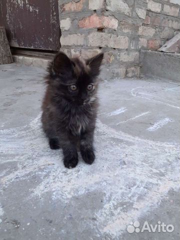 Кошечка на счастье