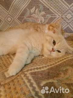 Котик