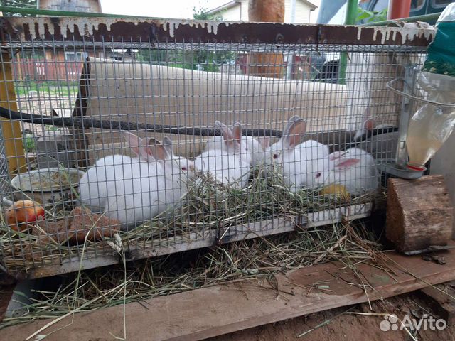 Крольчата