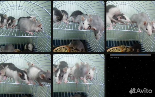 Продам декоративных крыс 3.5 месяца