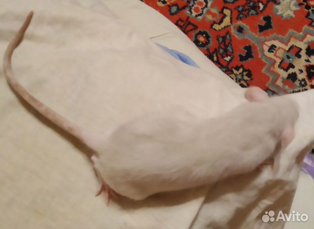 Крысенок дамбо, обученный