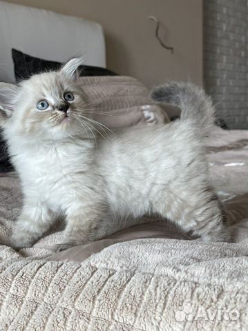 Невские маскарадные котята