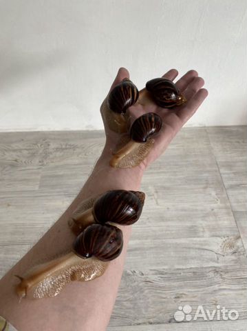 Улитки ахатины тигровые