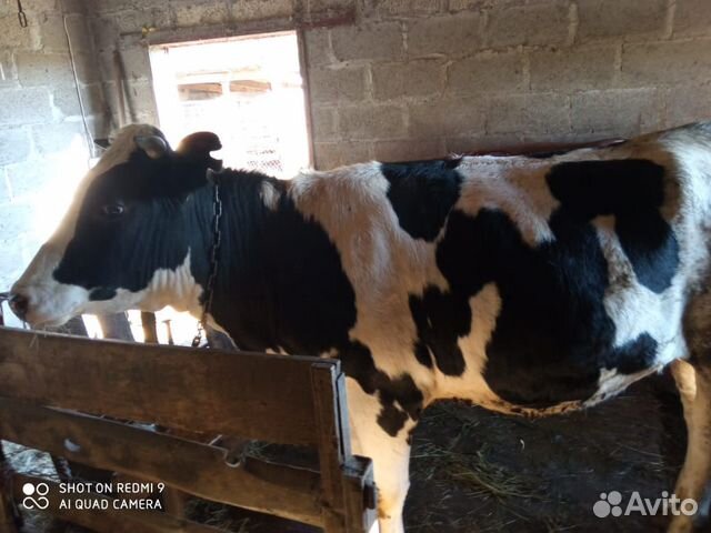 Продажа животных