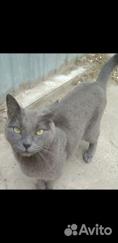 Найден кот. Помогите найти хозяина