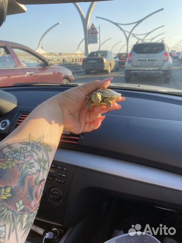 Красноухая черепаха