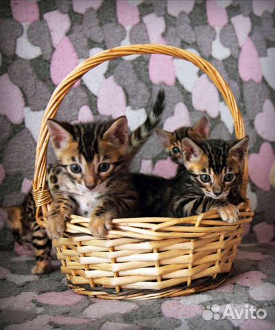 Бенгальские чистокровные котята