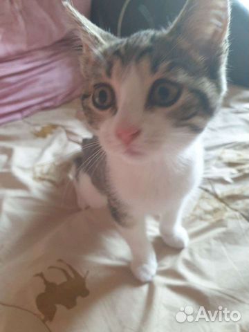 Кошка в дар