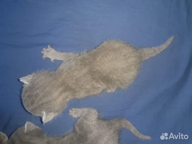 Клубные котята Русская голубая