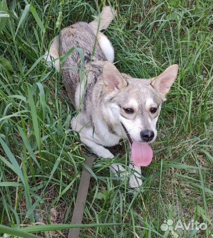 Собака в добрые руки мальчик