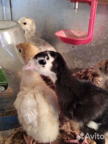 Индюшата Индоутята Цесарята Павлинята Брама