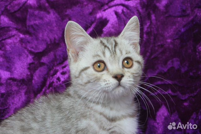 Милые британчики