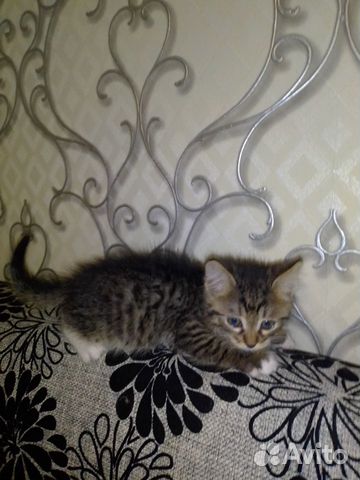 Котята от умной кошки (1,5 мес.)