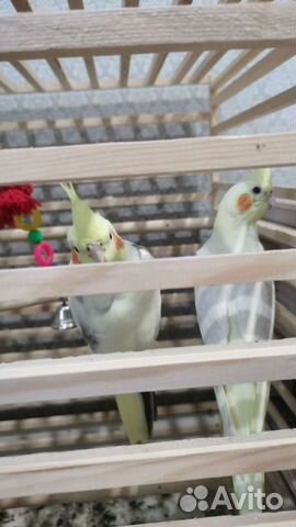 Попугай корелла с клеткой