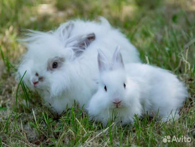 Отдам бесплатно двух кроликов