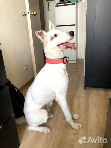 Фаня ищет дом