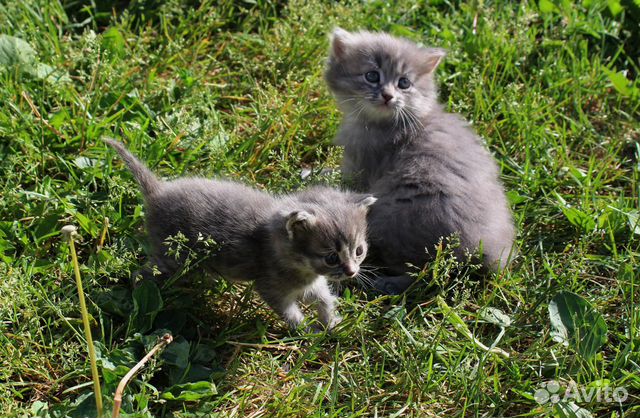 Котята от ловчей кошки