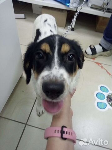 Щенок Варя ищет семью