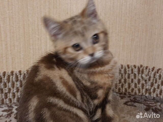 Кошка британская мраморная