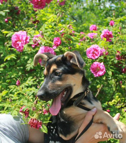 Метис овчарки, 3,5 мес, девочка, в добрые руки