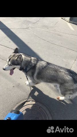 Собака аляскинский маламут