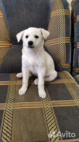 Собачка Бусинка (2 месяца). Есть паспорт