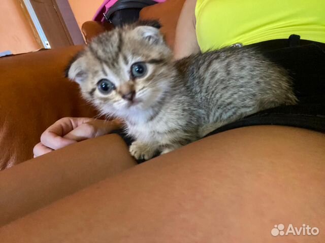 Шотландская вислоухая